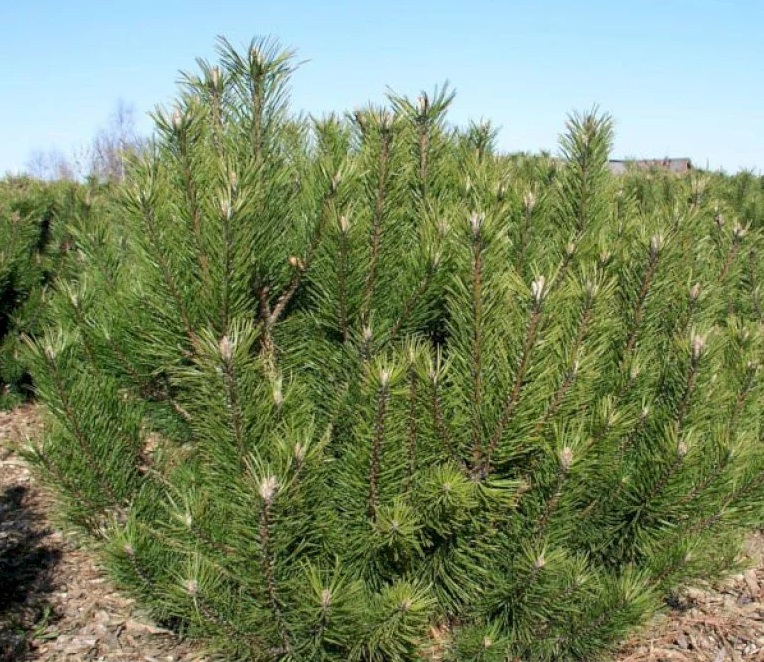 Bjergfyr – en traditionel nålebusk til en moderne have - Byg og Hjem